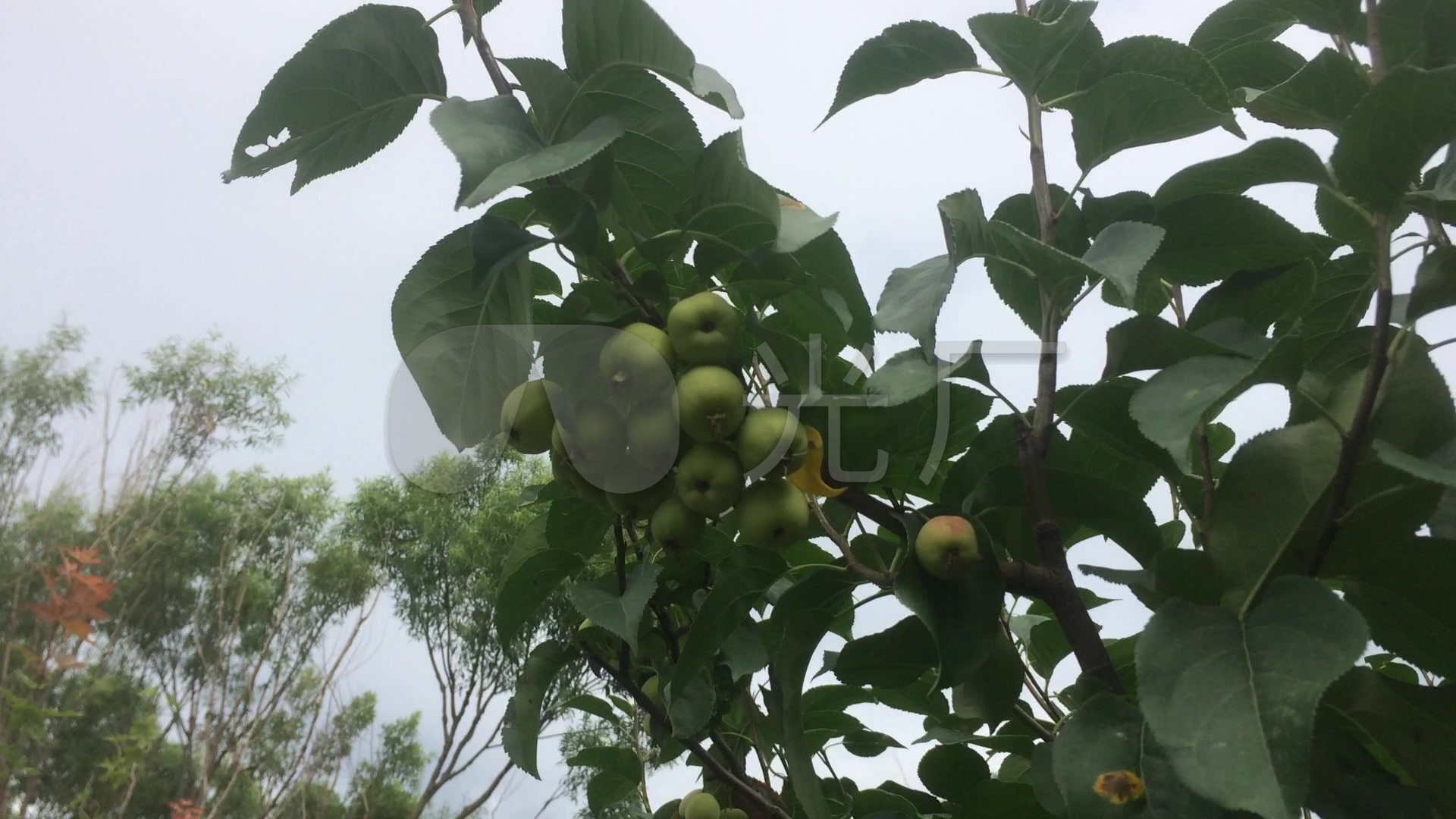 铁梨树的图片与果实 铁梨果实图片 铁梨树图片 第2页 大山谷图库