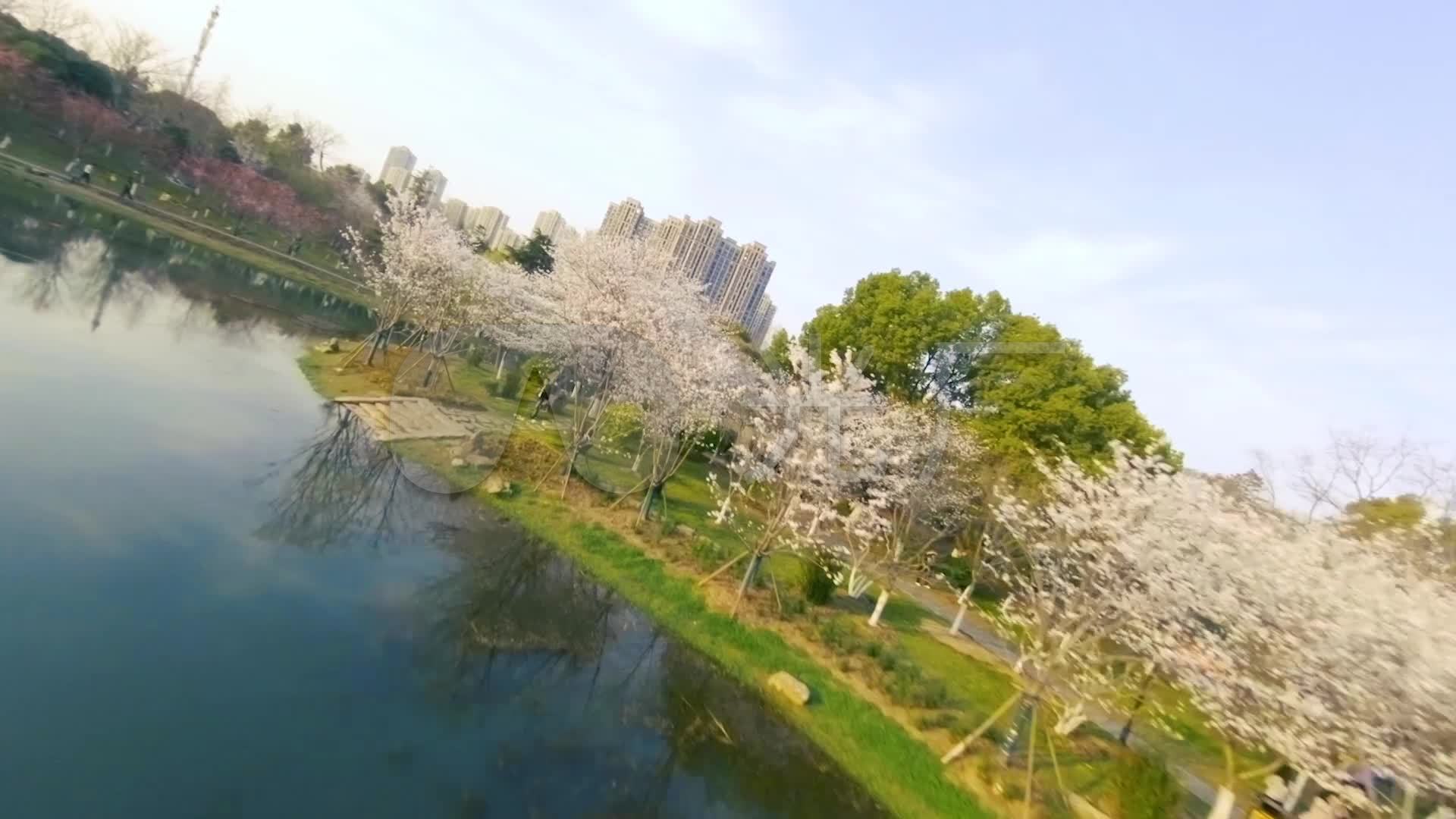 武汉堤角公园樱花 1920x1080 高清视频素材下载 编号 7527670 实拍视频 光厂 Vj师网