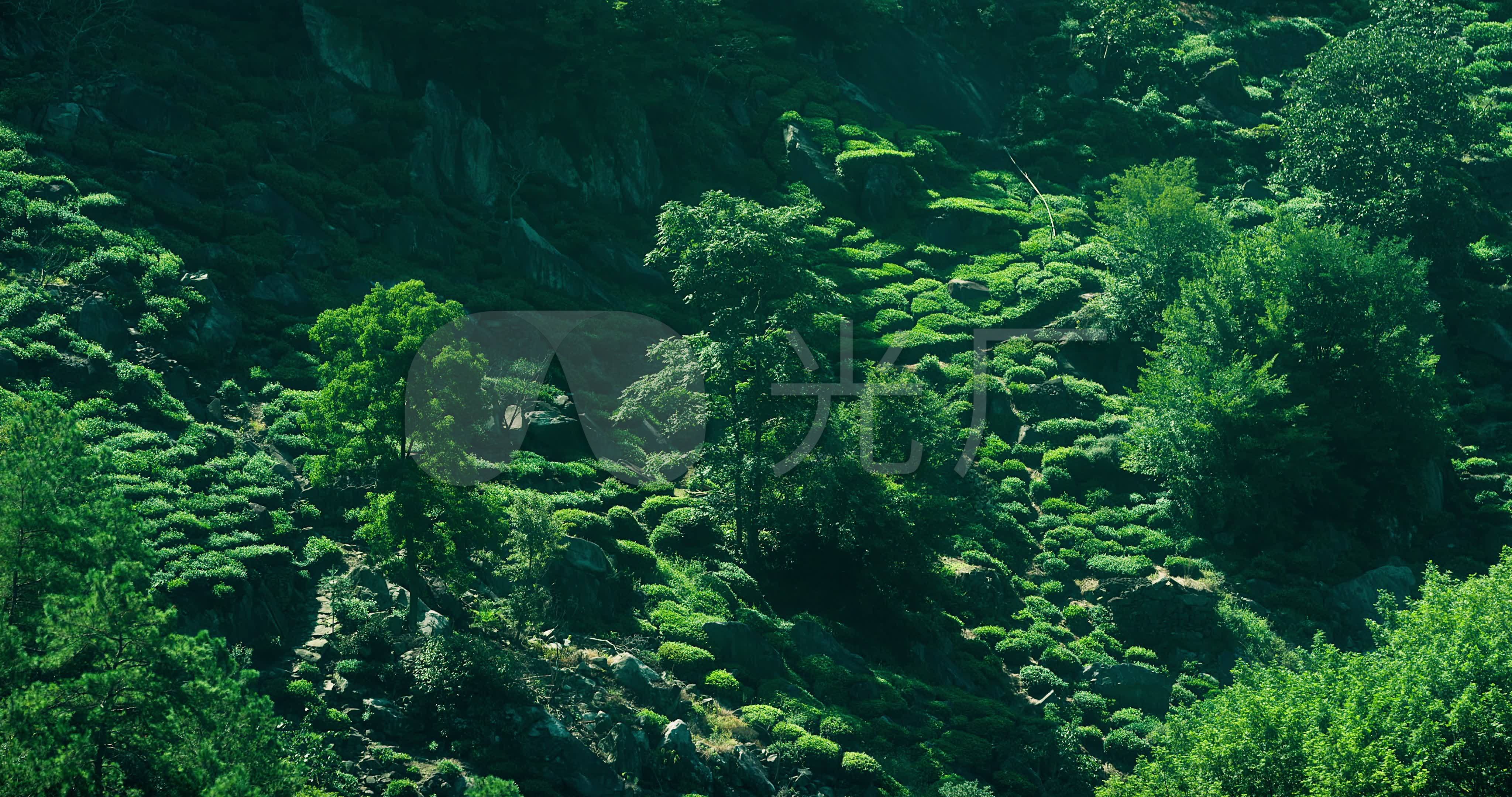 大山风景药材基地松树老人深山寻药采药4096x2160高清视频素材下载编号8135211实拍视频光厂vj师网