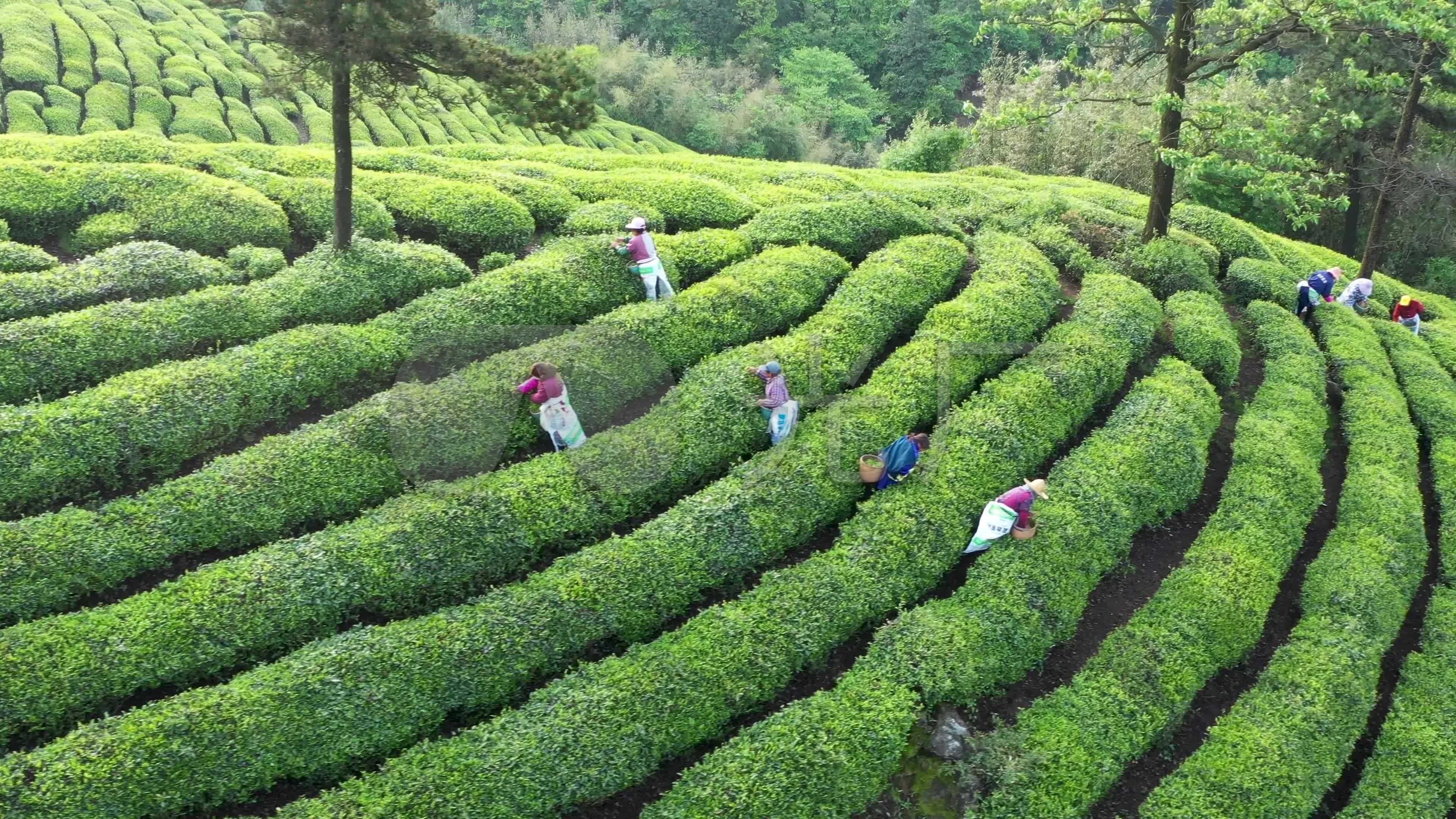 茶园采茶春茶采摘航拍3840x2160高清视频素材下载编号8771638实拍视频光厂vj师网