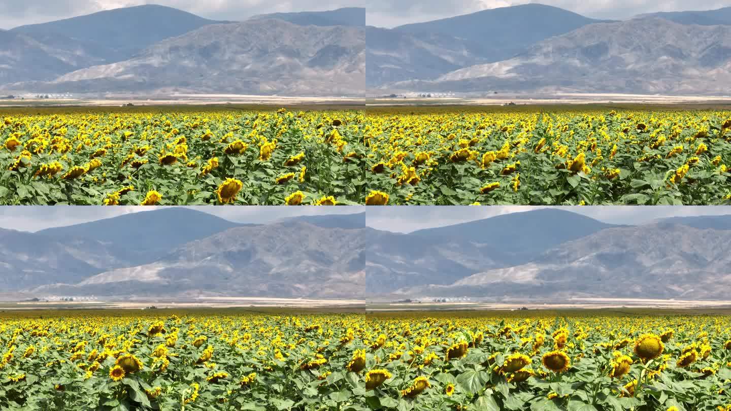 航拍_向日葵_4k_50p_天空_白云_视频素材下载_编号:8864107_光厂(VJ师网) www.vjshi.com