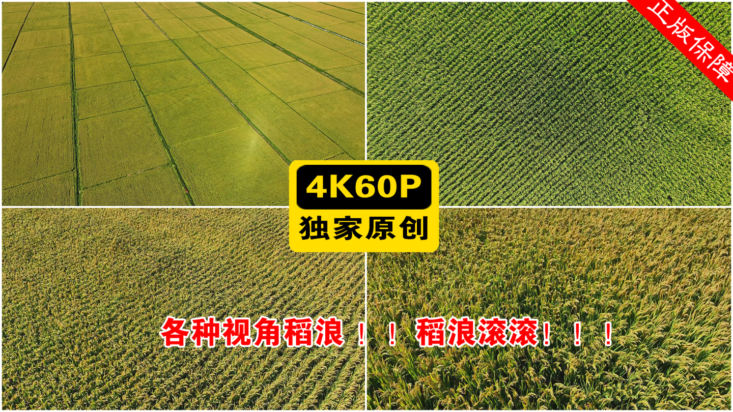 稻浪_航拍稻浪_丰收稻浪_丰收的稻田_视频素材下载