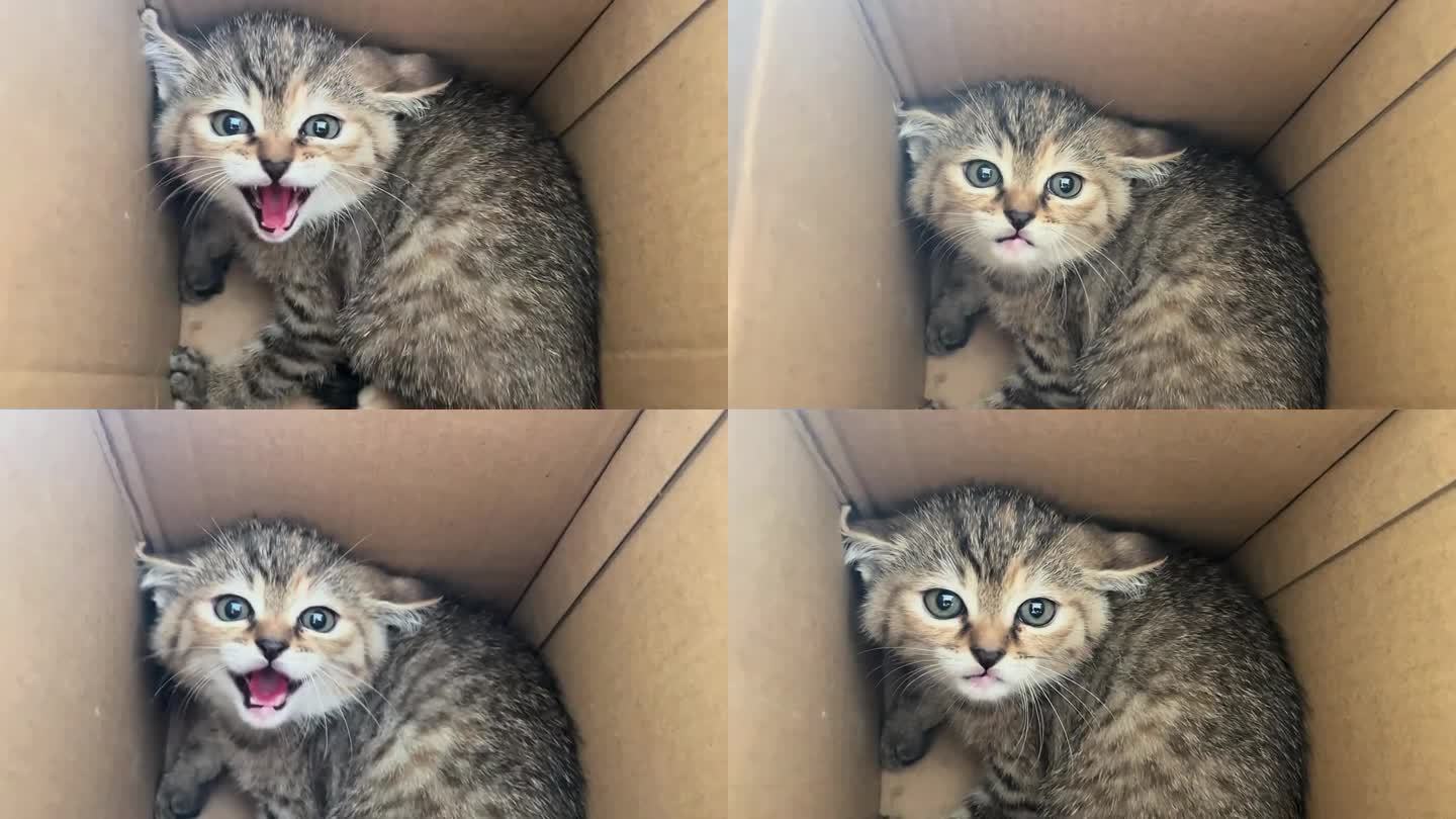 猫咪幼崽视频素材下载编号9189931光厂vj师网