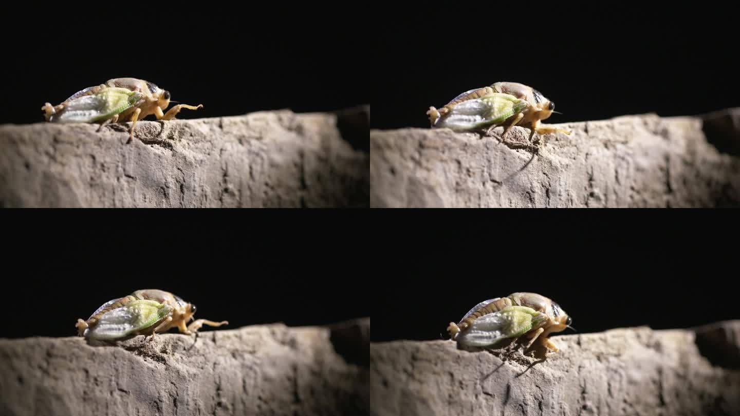 知了_视频素材下载