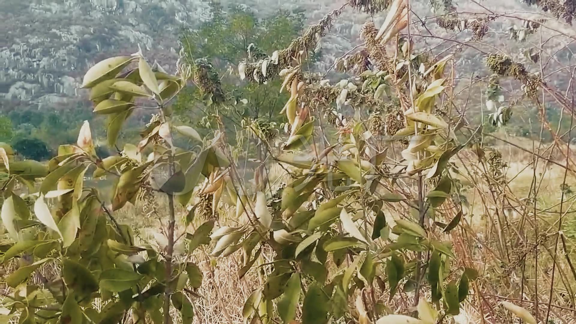 干旱缺水枯萎的树叶杂草1920x1080高清视频素材下载编号9529100实拍视频光厂vj师网