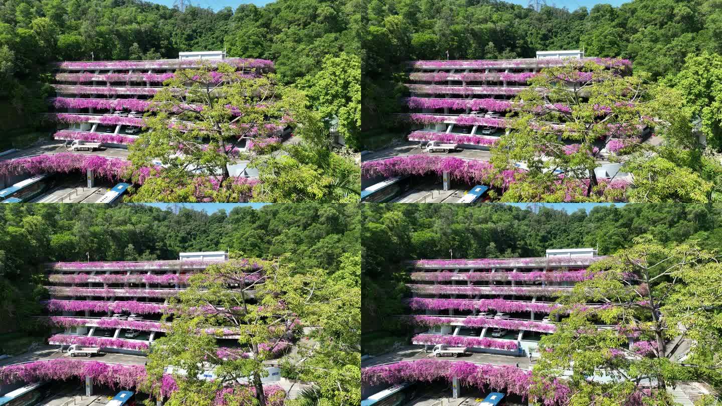仙湖植物园簕杜鹃视频素材下载编号9778721光厂vj师网