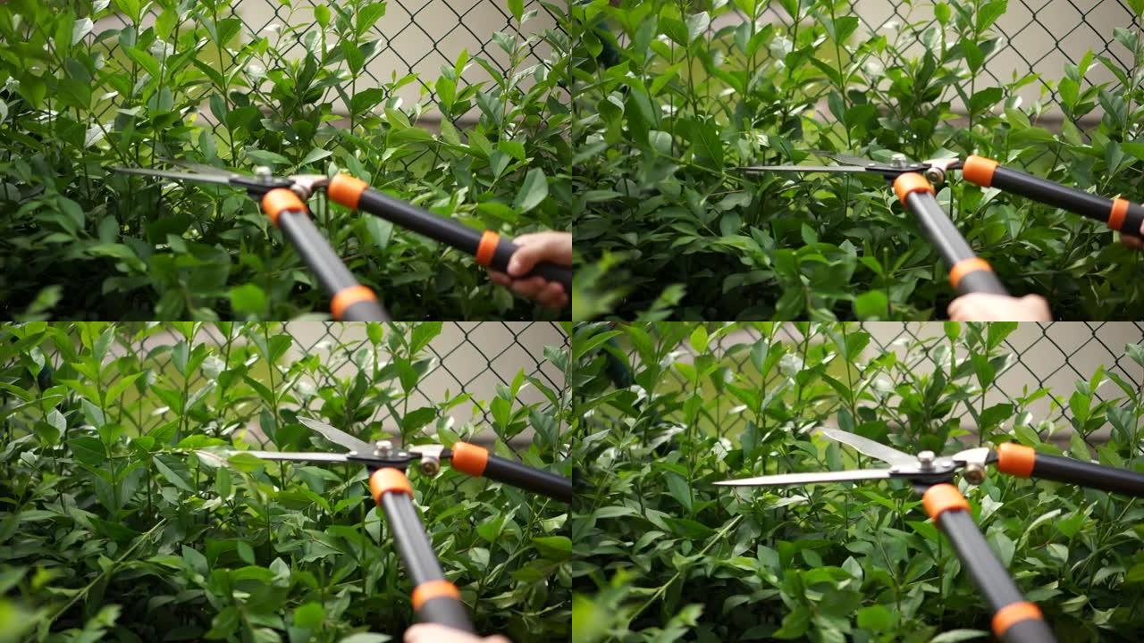 园艺剪刀。特写的花园工作。用剪枝夹修剪灌木，修剪花园中的灌木视频素材下载编号15098216光厂vj师网