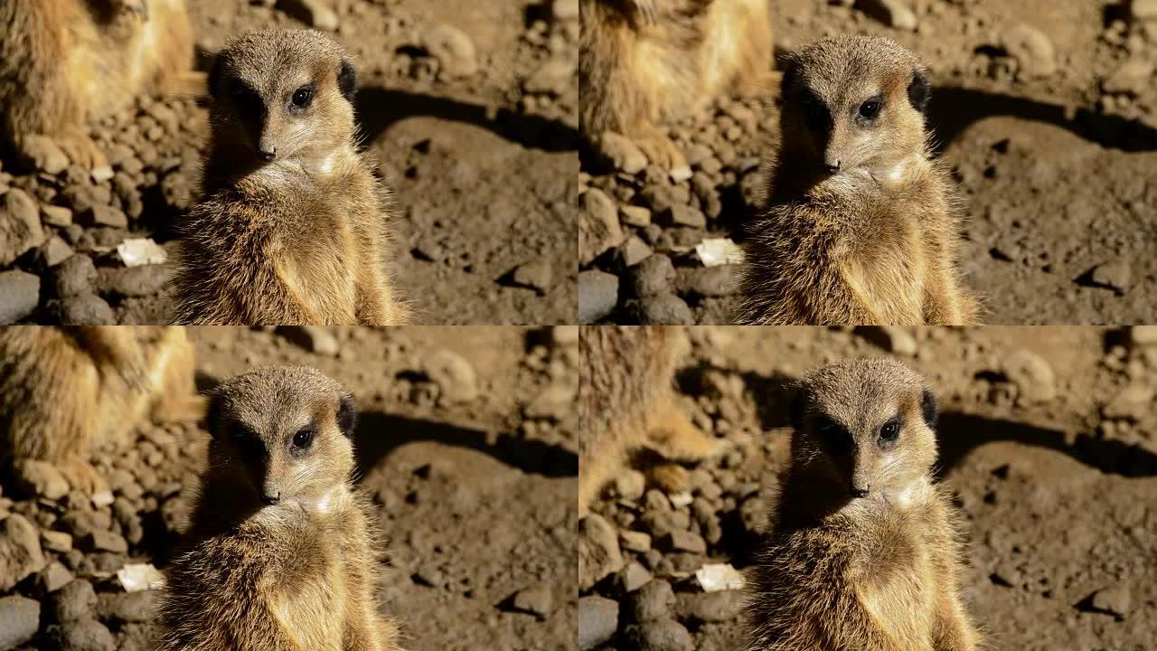 猫鼬在沙漠中四处张望的脸-Suricata_suricatta_视频素材下载_编号:22804305_光厂(VJ师网) www.vjshi.com